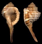 Subgenus Ranularia Schumacher, 1817